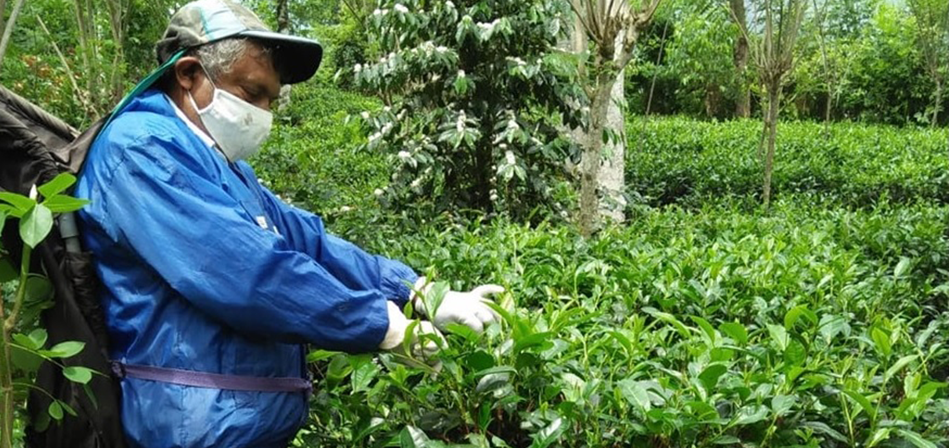 Tea Research Institute of Sri Lanka