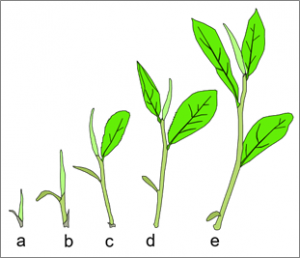 Tea Research Institute of Sri Lanka