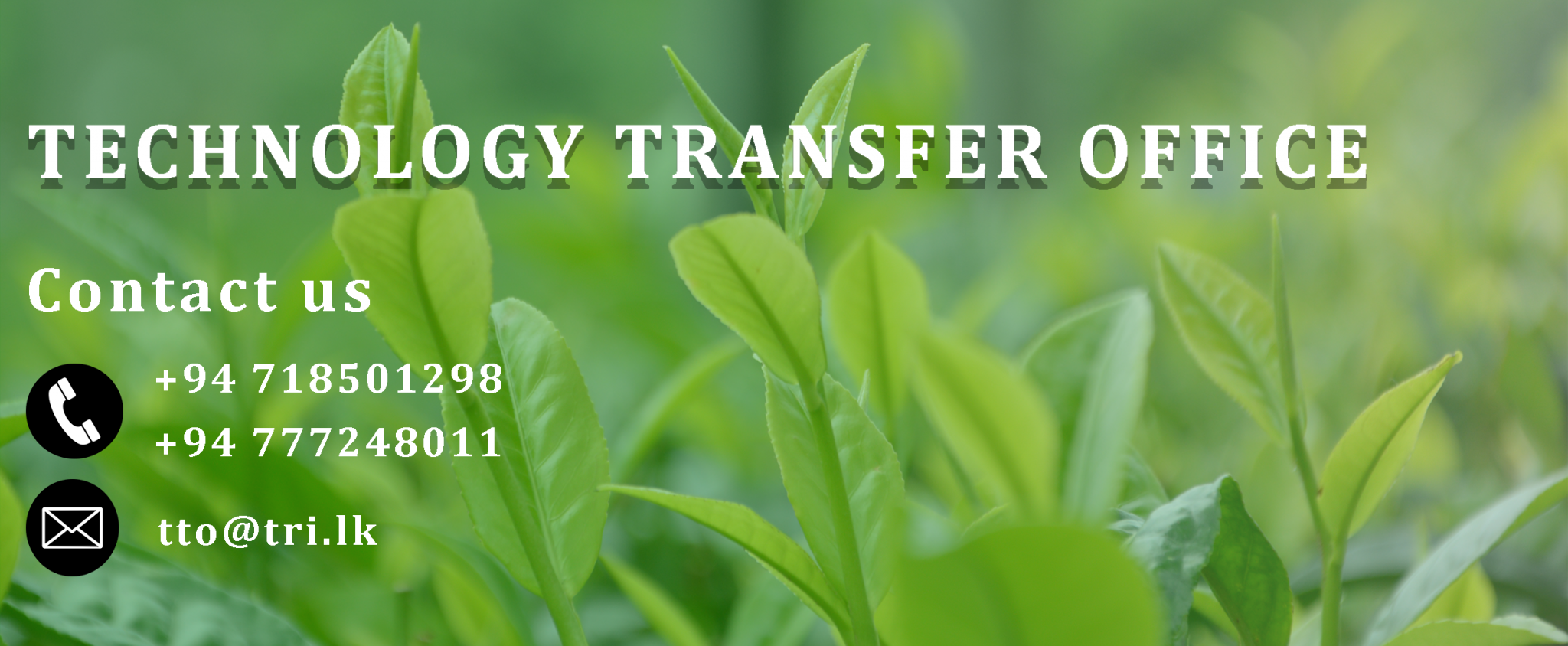 Tea Research Institute of Sri Lanka